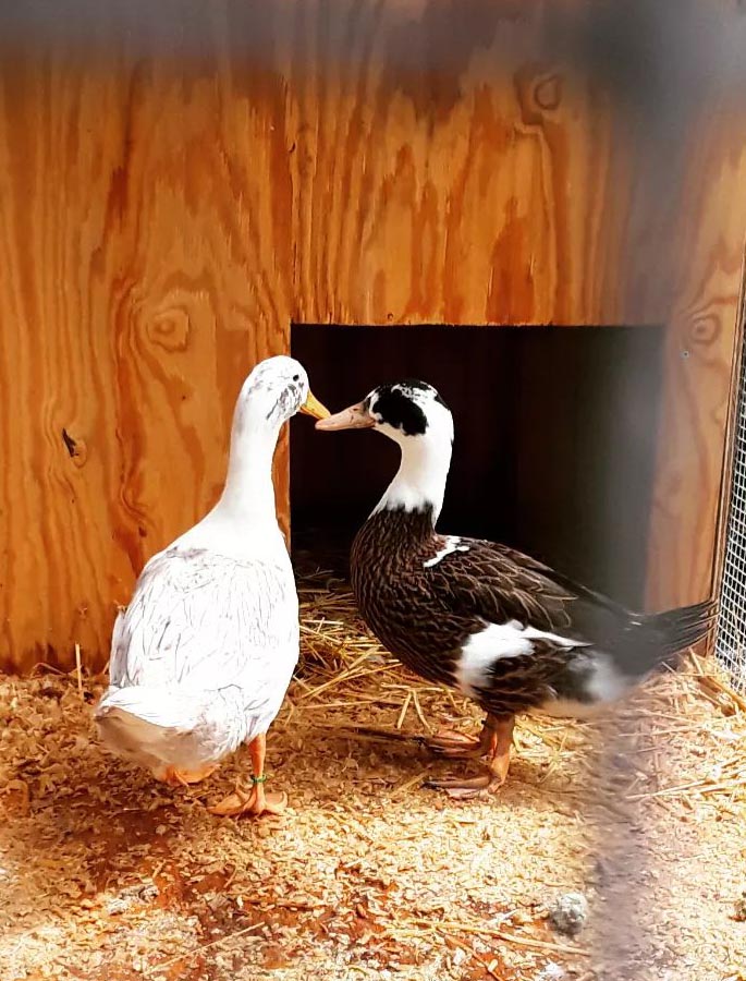 Curious Duck Behavior - The Little Half Acre
